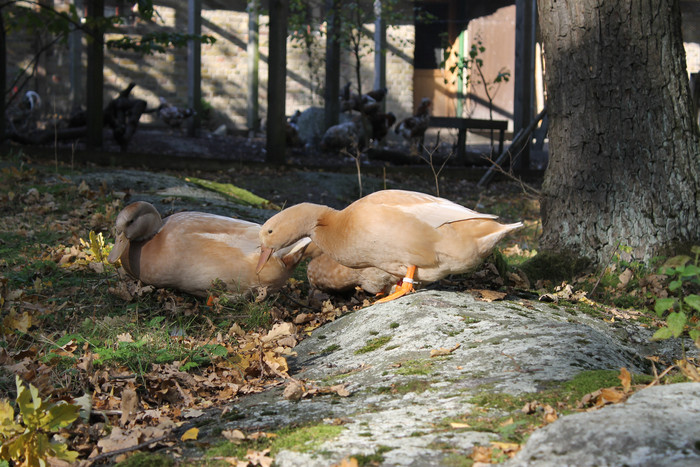 Swedish Yellow Duck Female