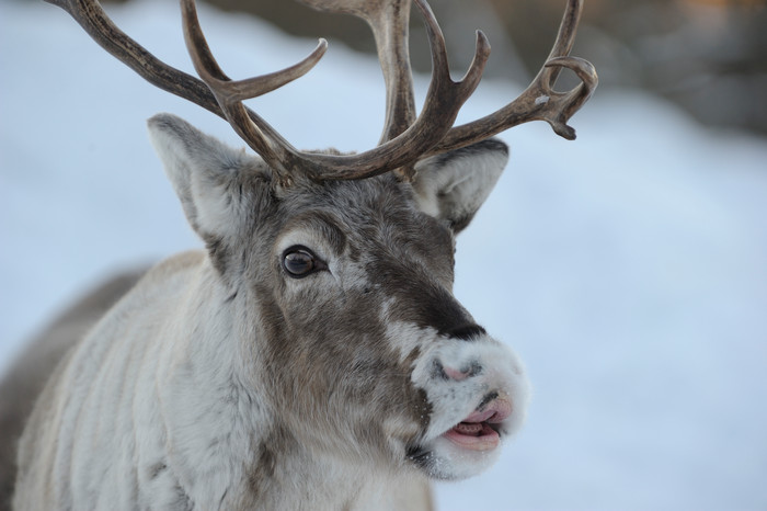 Talk about the reindeer, in English - Skansen