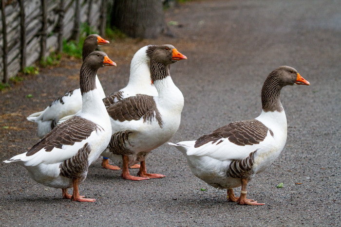 Skånegås - Skansen