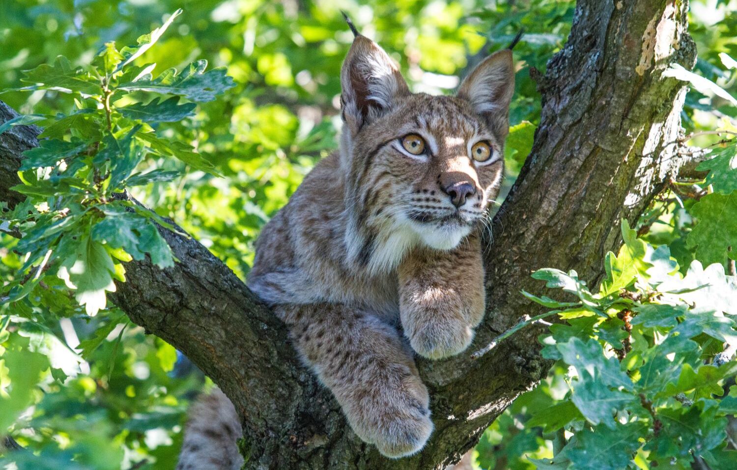 Lynx - Skansen