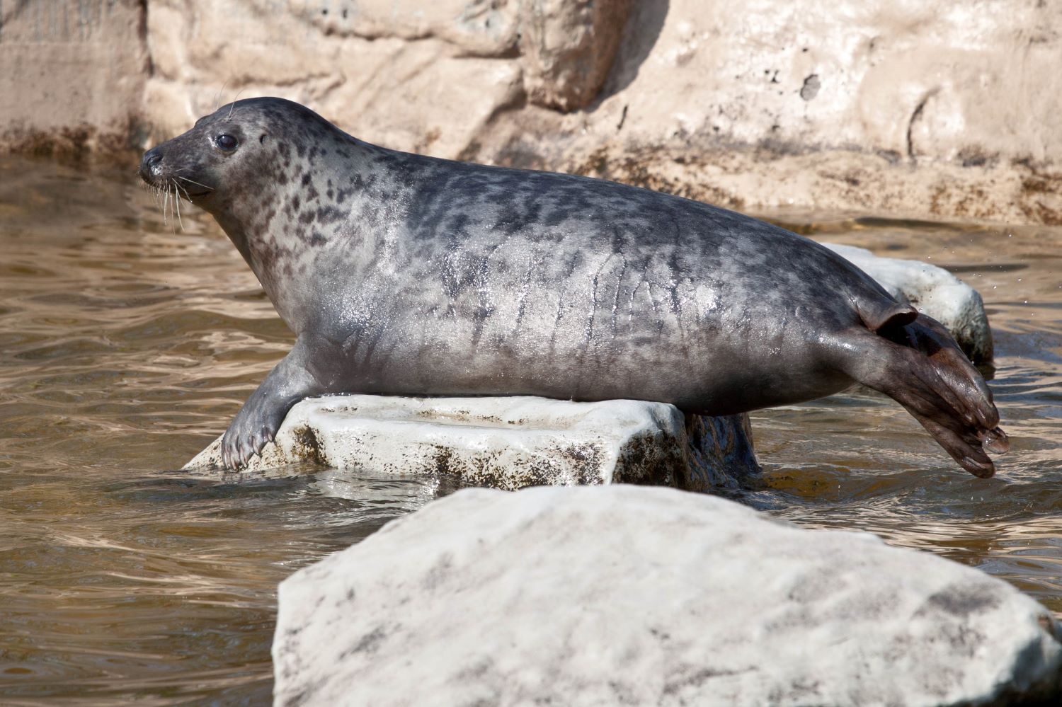 Grey seal - Skansen