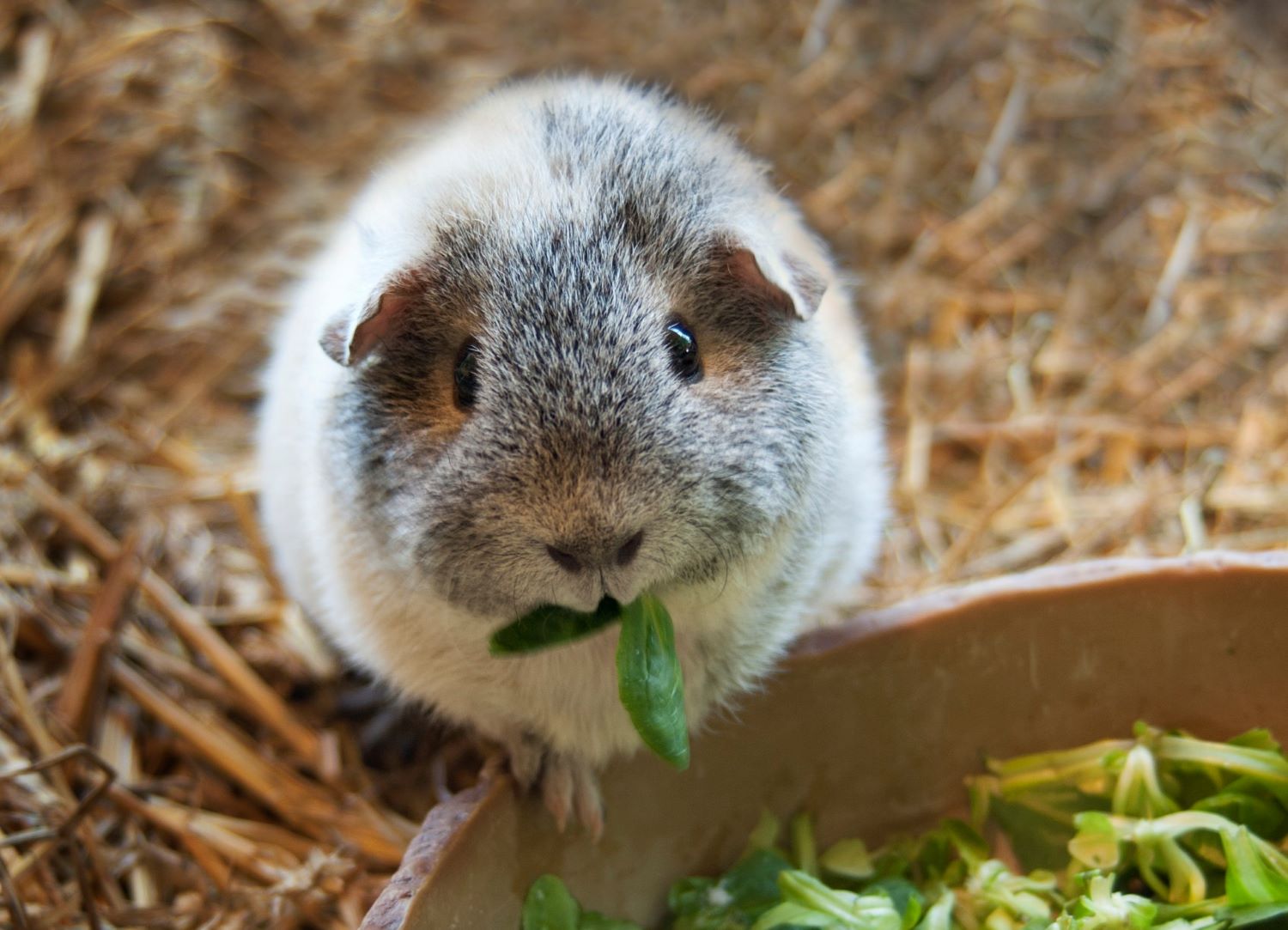 Guinea pig - Skansen