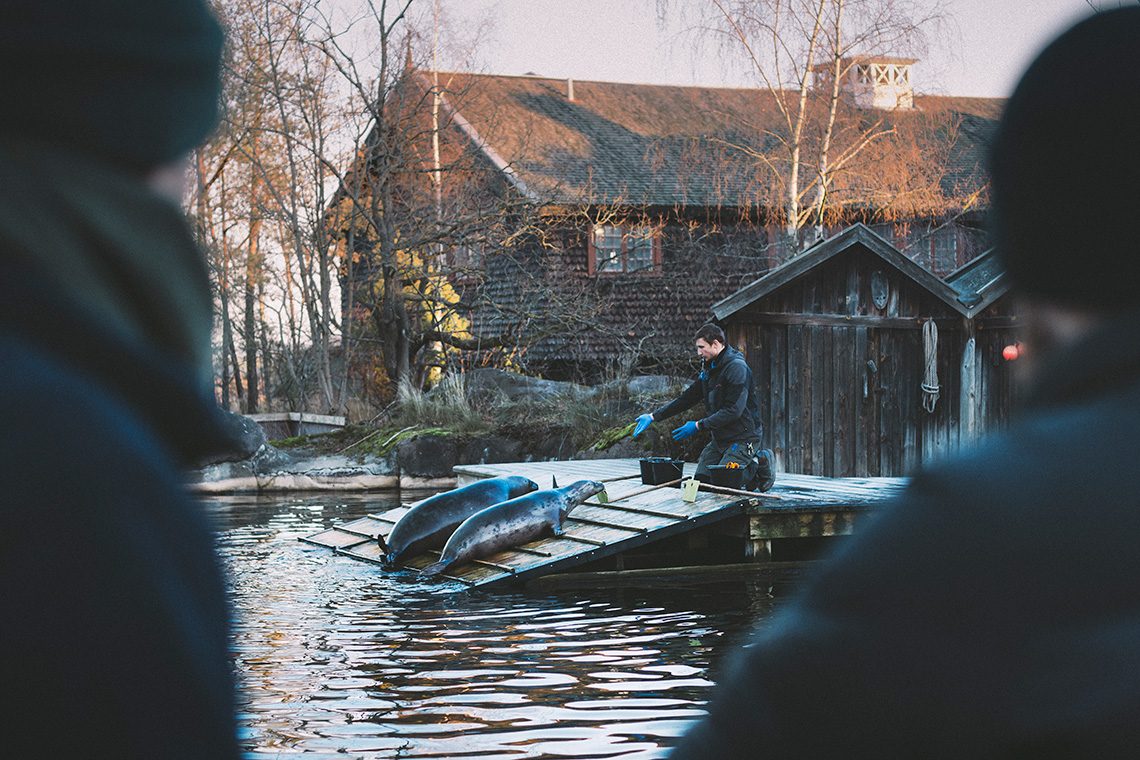Talk about the Harbour seal - Skansen