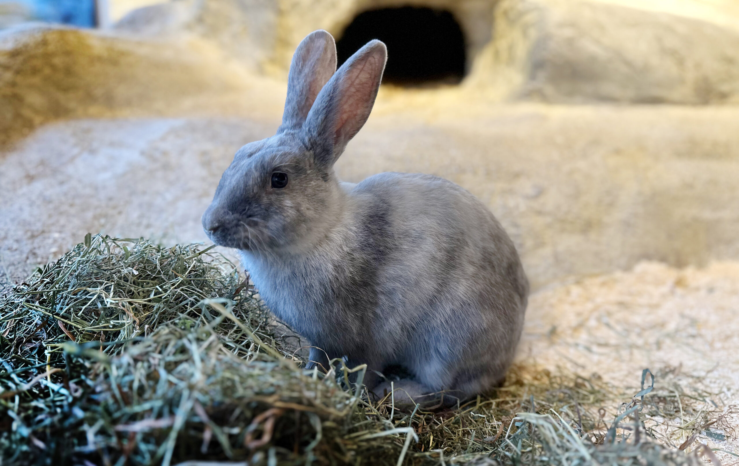 Gotland rabbit - Skansen